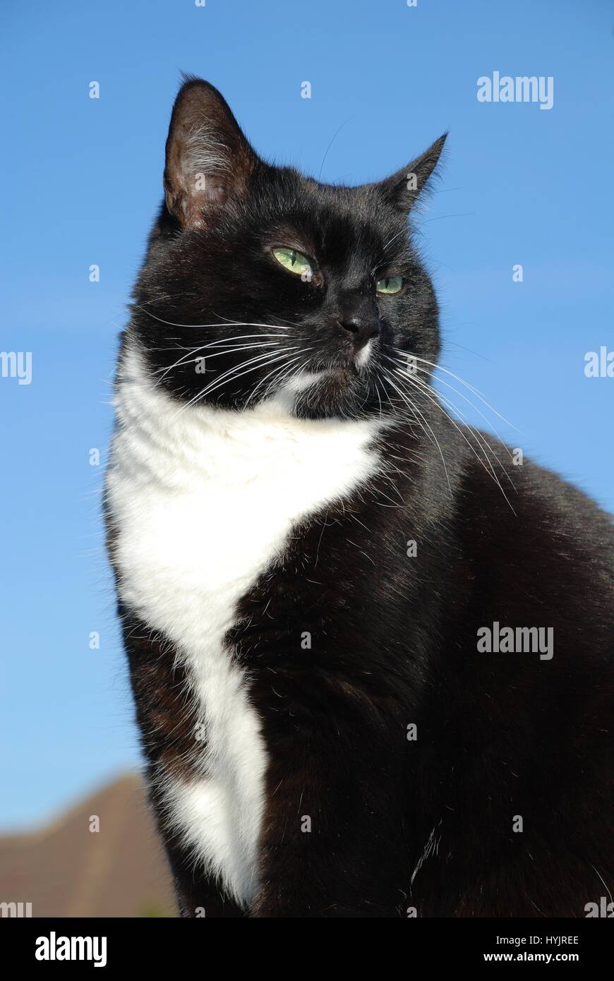 Portrait of a senior black and white cat sitting on a garden fence ...