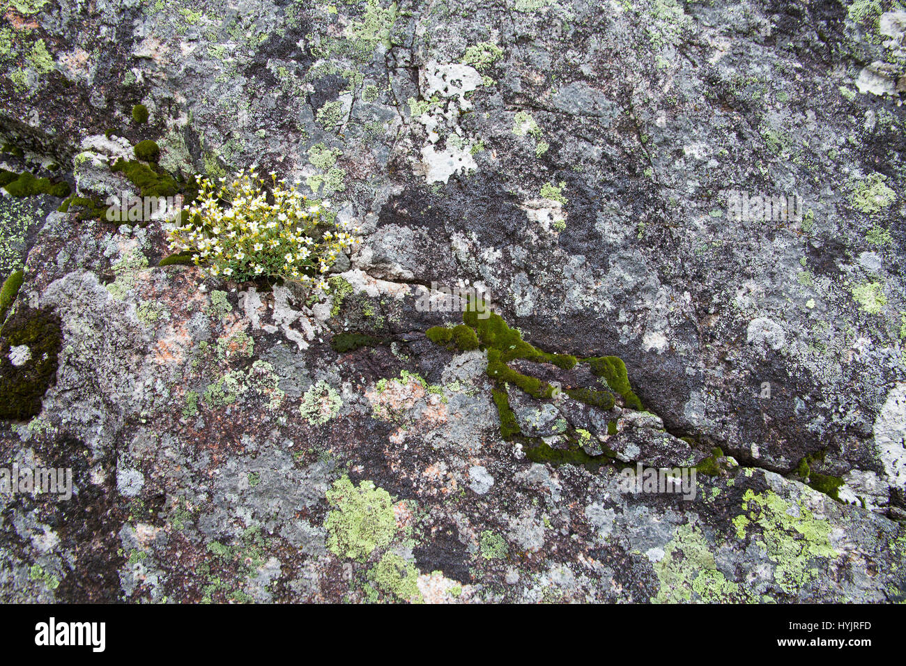 Blue Saxifrage High Resolution Stock Photography and Images - Alamy