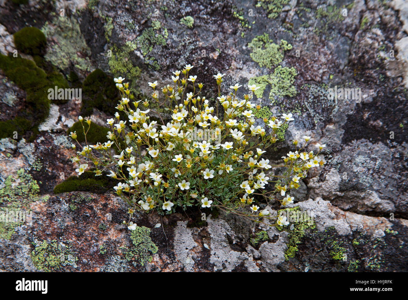 Blue saxifrage hi-res stock photography and images - Alamy