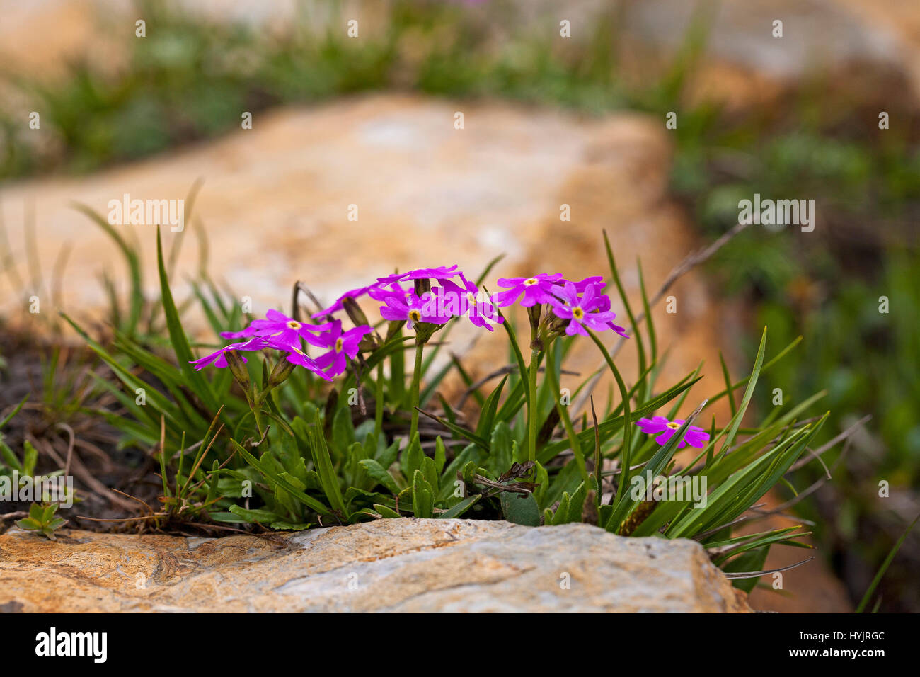Bird's-eye primrose Primula farinosa Cirque de Troumouse Hautes ...