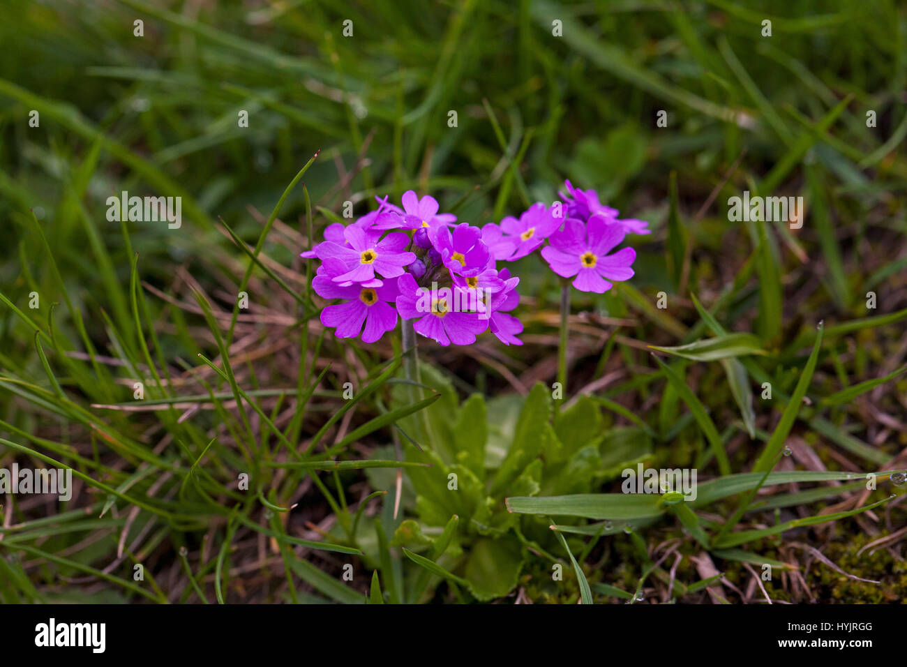 Rock and flowers birds eye hi-res stock photography and images - Alamy