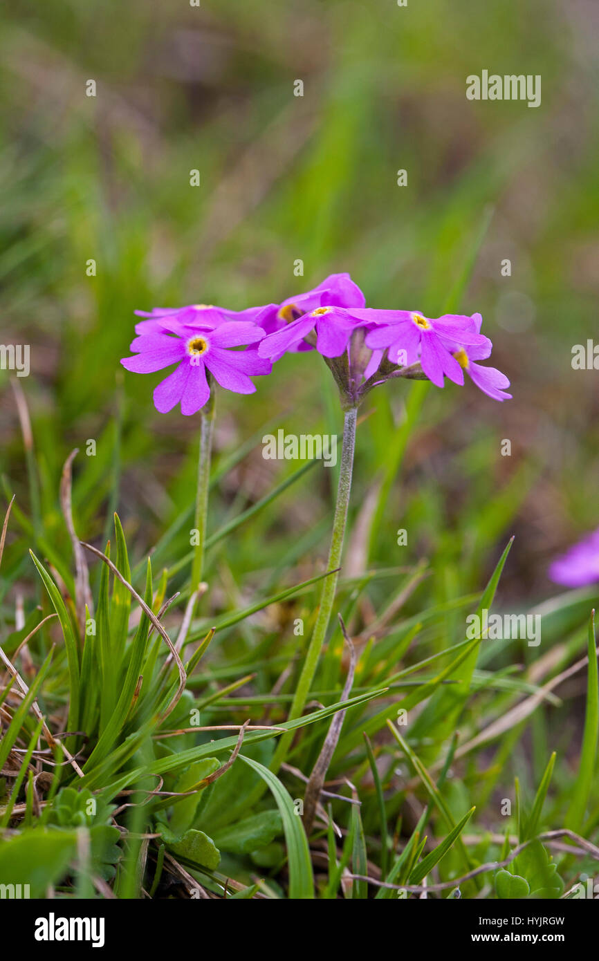 Bird's-eye primrose Primula farinosa Cirque de Troumouse Hautes ...