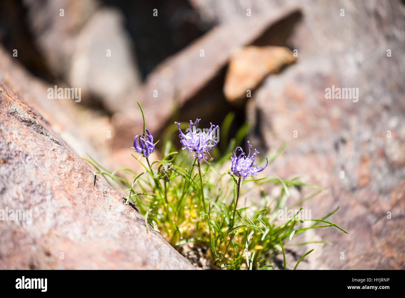 Globe-headed rampion Phyteuma hemisphaericum amongst rocks Pyrenees ...