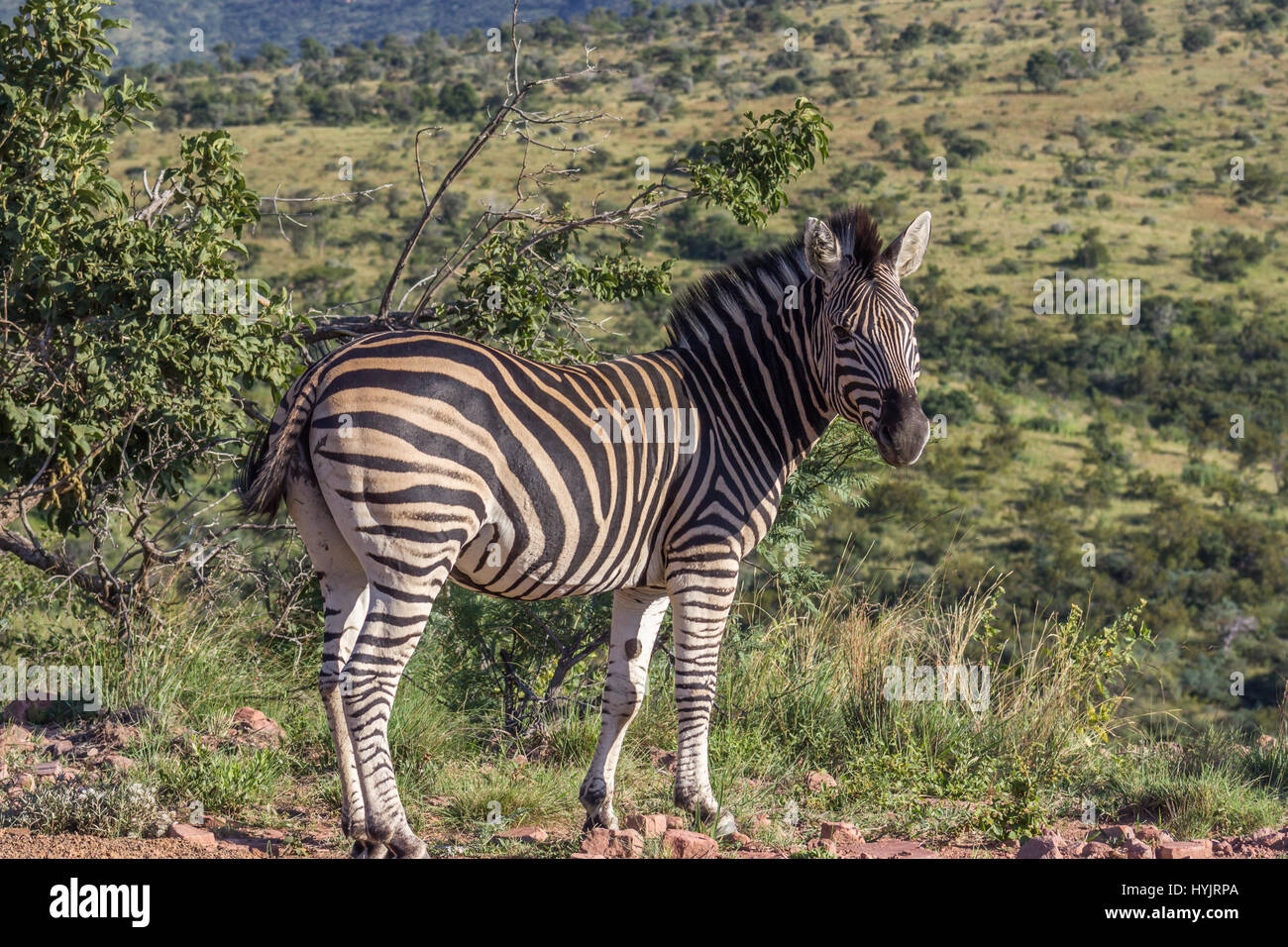 Burchells zebra enjoying the morning sun Stock Photo - Alamy