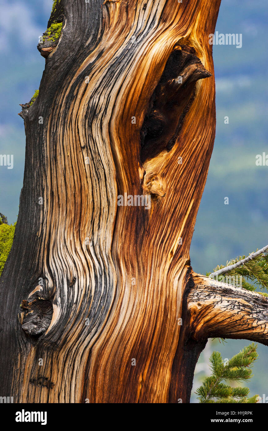 Lodgepole pine Pinus contorta patterns in the trunk of dead tree ...