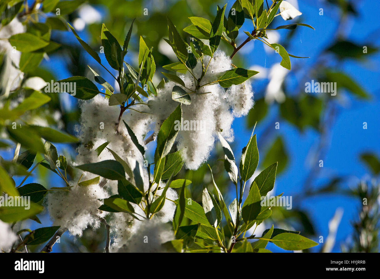 Simon poplar Populus simonii with seeds back-back lit near Jackson Lake ...