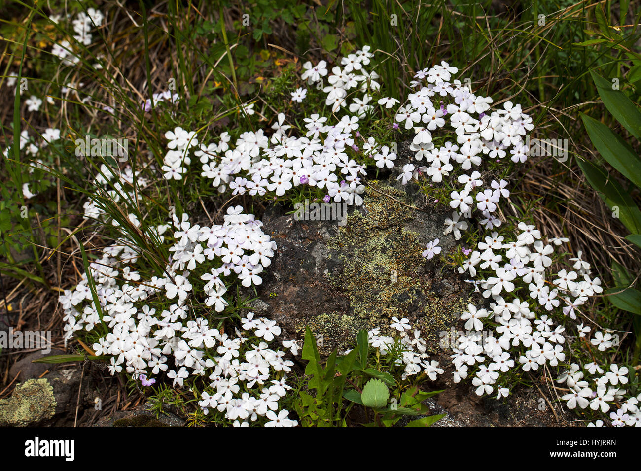Phlox flowers yellowstone national park hi-res stock photography and ...