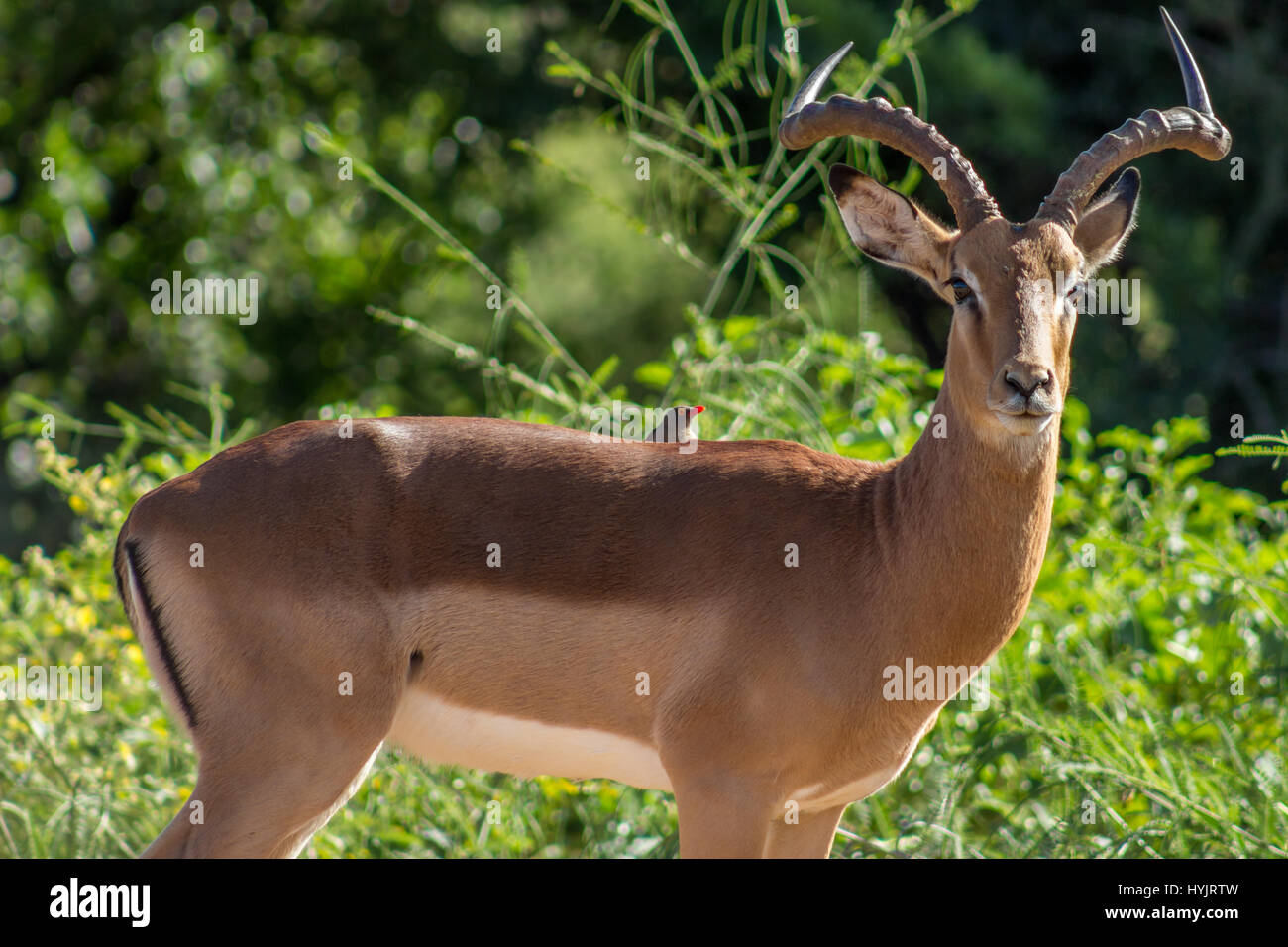 Closeup photo of a impala and oxpecker bird on his back Stock Photo - Alamy