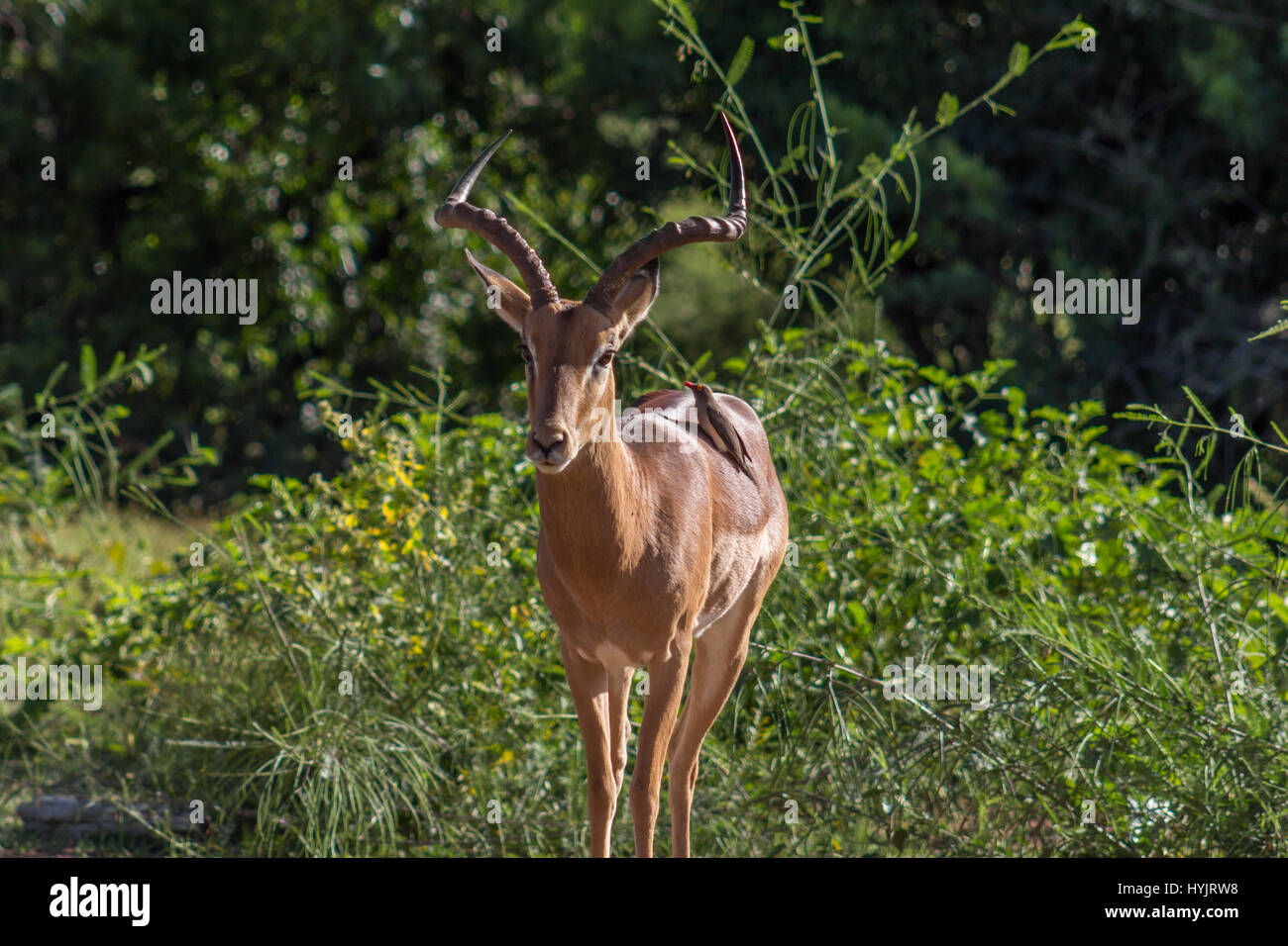 Impala bird hi-res stock photography and images - Alamy