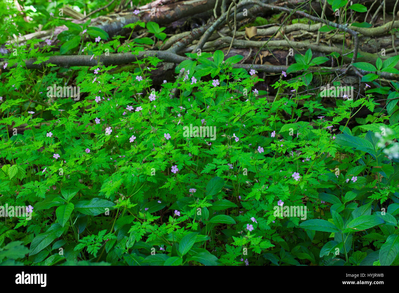 Chappetts copse nature reserve hi-res stock photography and images - Alamy