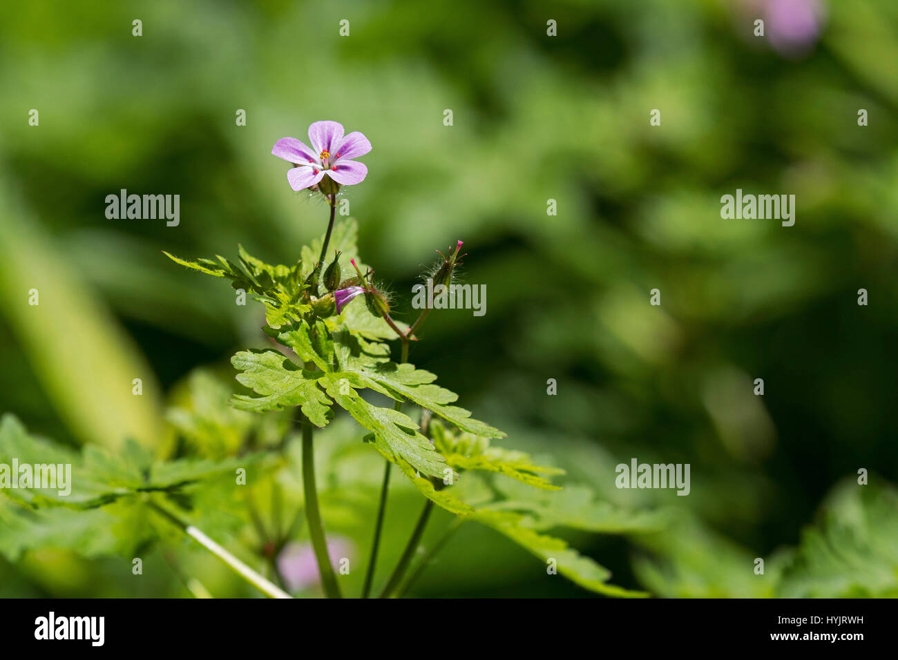 Herb robert Geranium robertianum Chappetts Copse Hampshire and Isle of ...