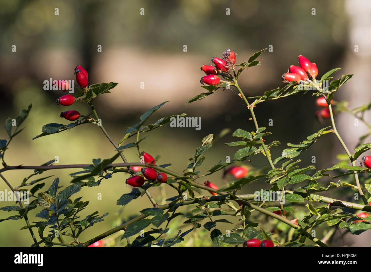 Dog rose Rosa canina with hips Emer Bog Hampshire and Isle of Wight ...
