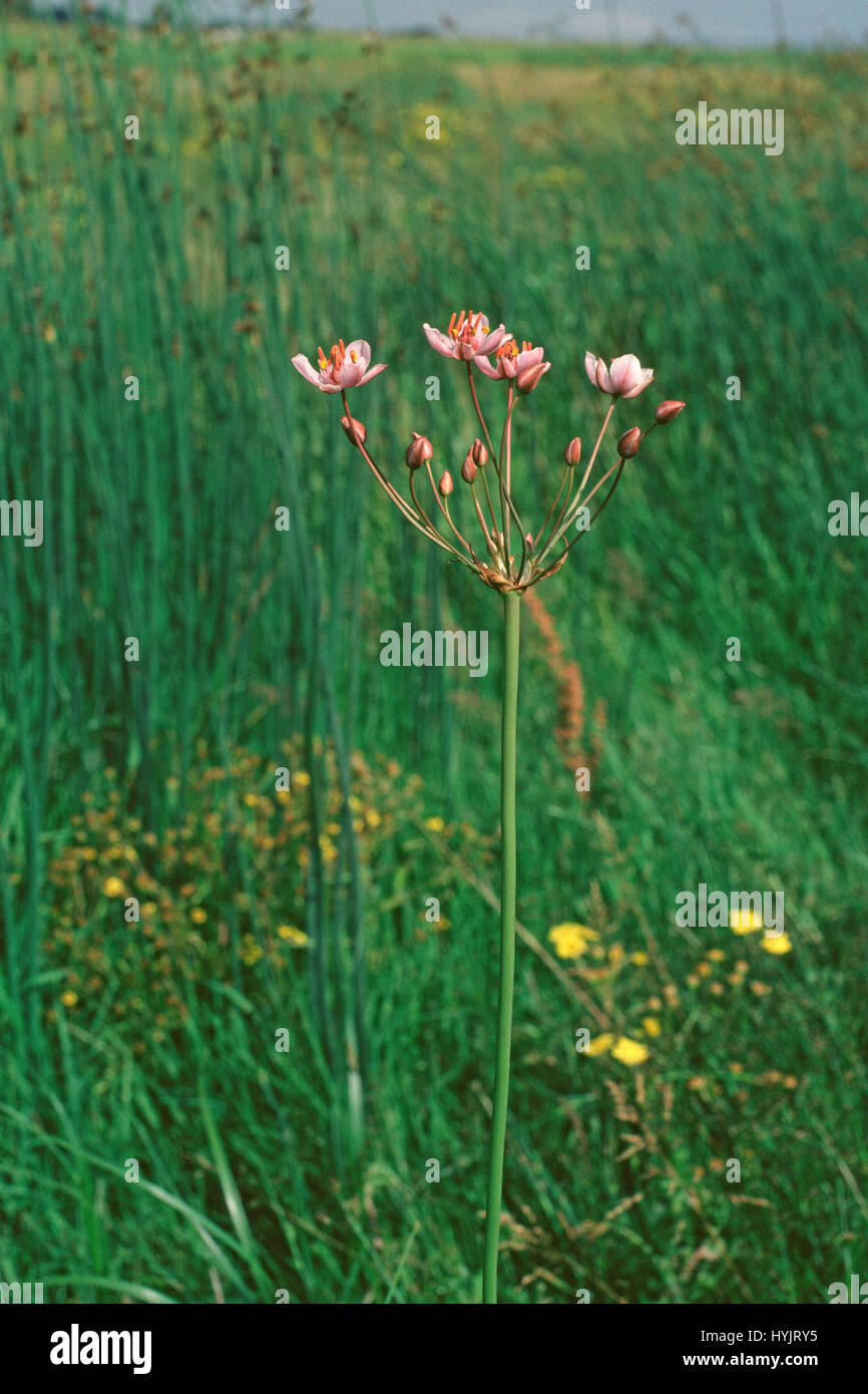 Flowering-rush Butomus umbellatus Stock Photo - Alamy
