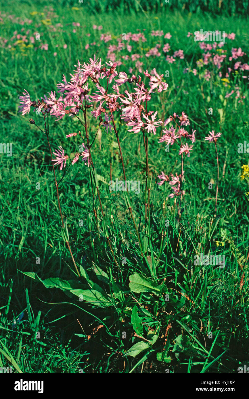 Ragged robin Lychnis flos-cuculi Stock Photo - Alamy