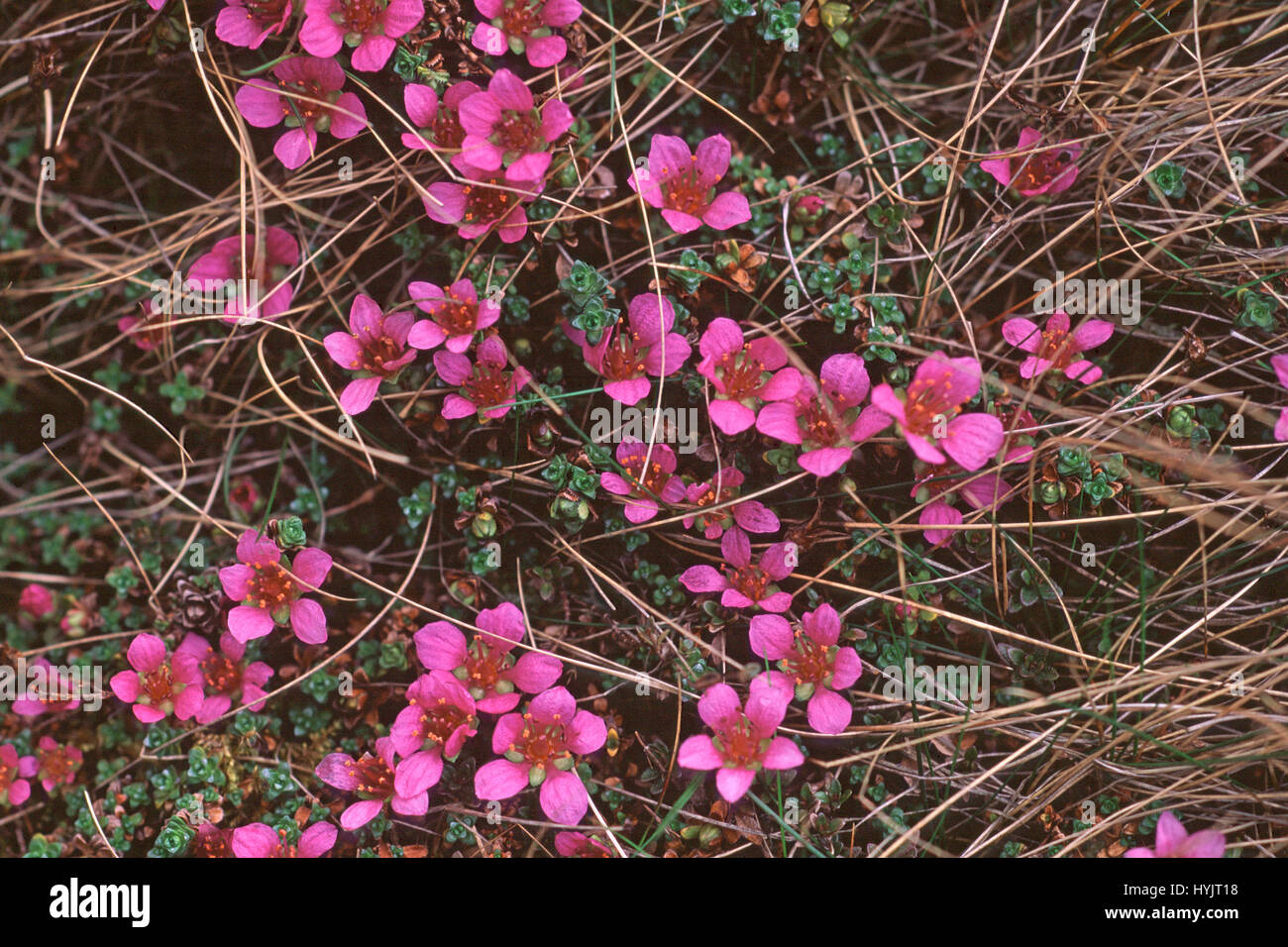 Creeping saxifrage hi-res stock photography and images - Alamy