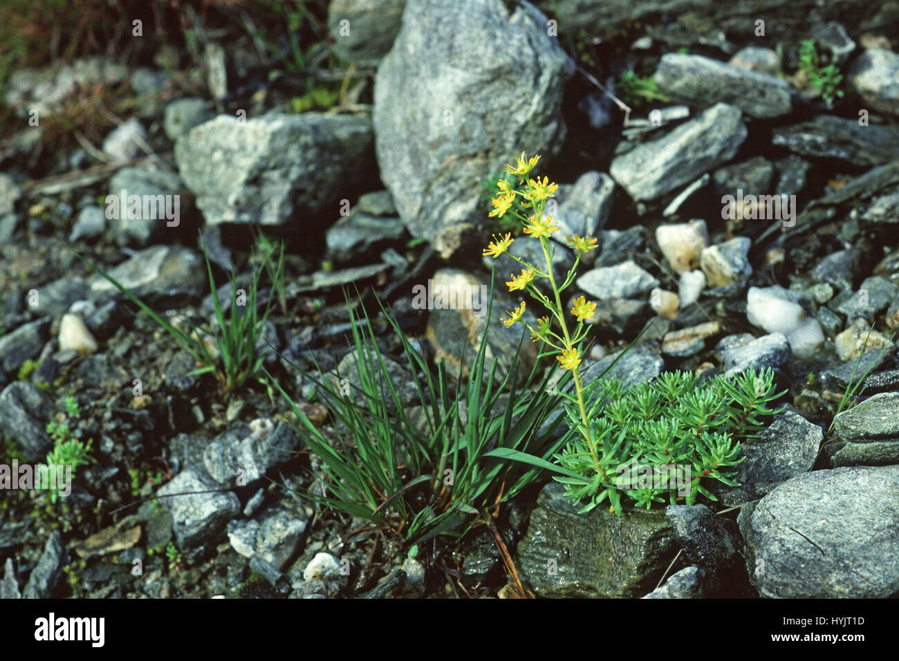 Yellow saxifrage Saxifraga aizoides Stock Photo - Alamy
