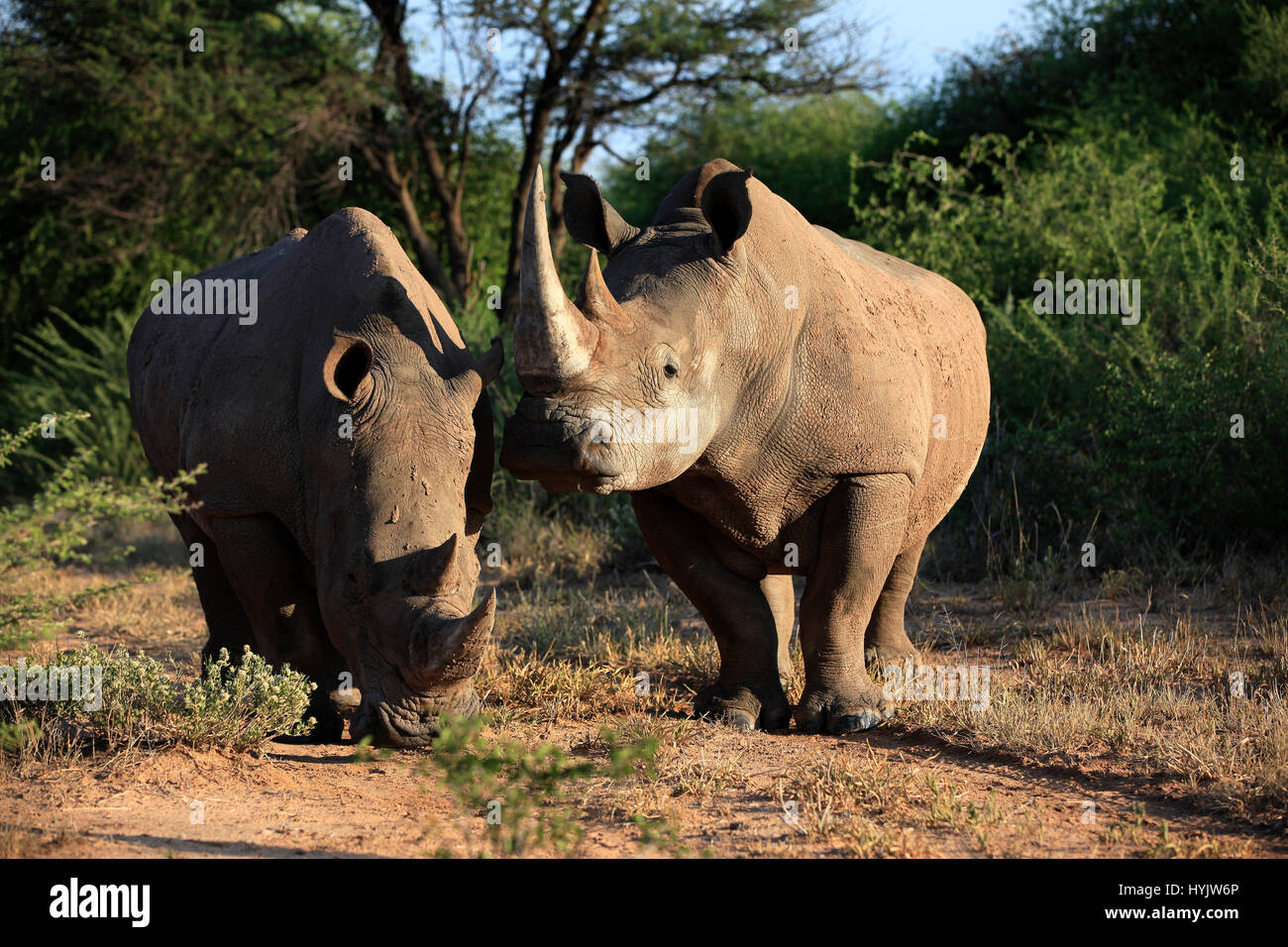 Male Rhinoceros And Female Rhinoceros High Resolution Stock Photography ...