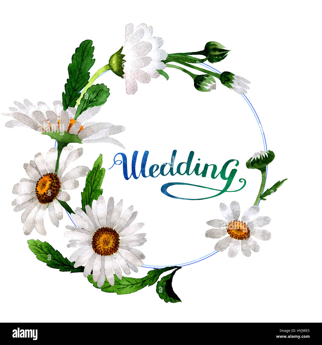 Wildflower chamomile flower frame in a watercolor style isolated Stock ...