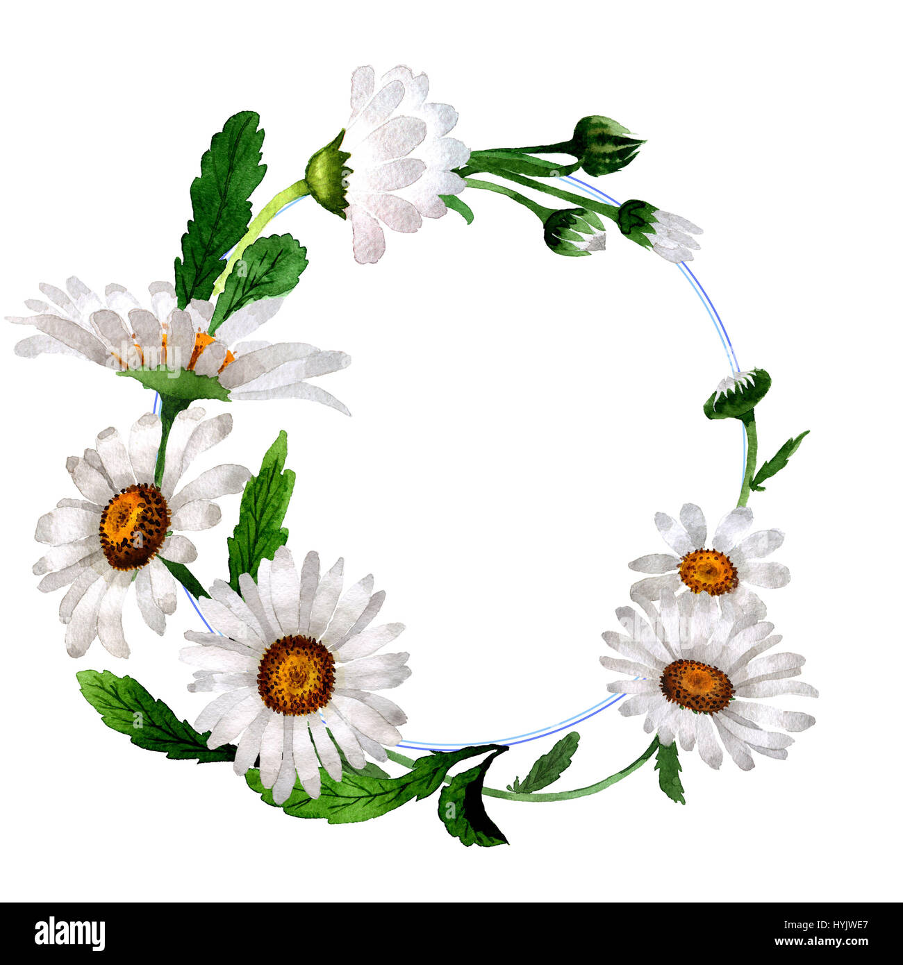 Wildflower chamomile flower frame in a watercolor style isolated Stock ...