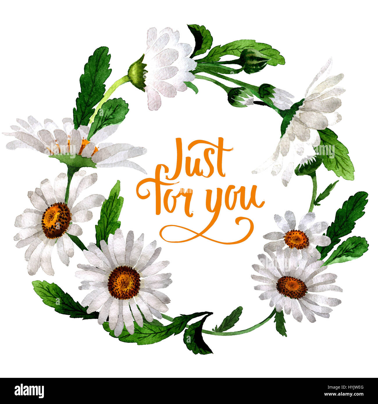 Wildflower chamomile flower frame in a watercolor style isolated Stock ...