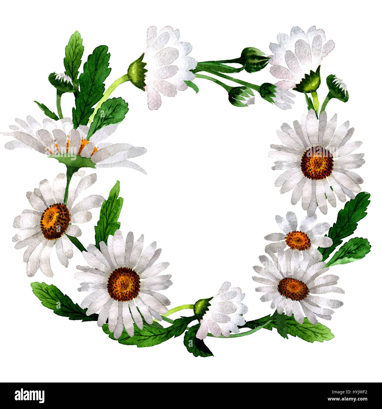 Wildflower chamomile flower frame in a watercolor style isolated Stock ...
