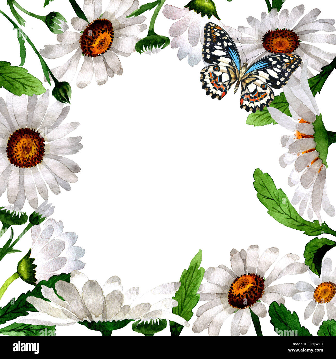 Wildflower chamomile flower frame in a watercolor style isolated Stock ...