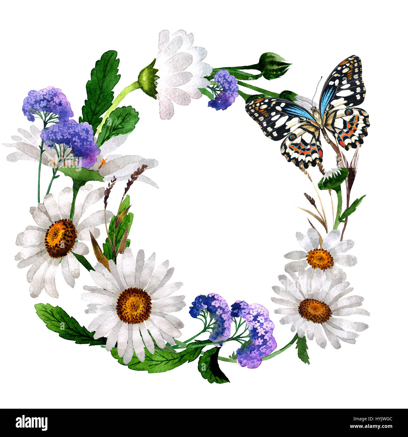 Wildflower chamomile flower frame in a watercolor style isolated Stock ...