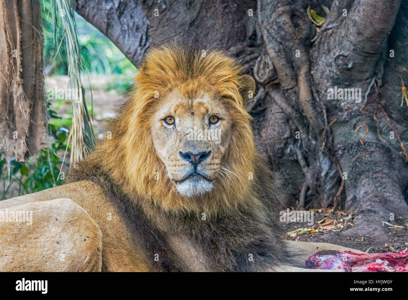 Lion with prey in front of tree Stock Photo - Alamy
