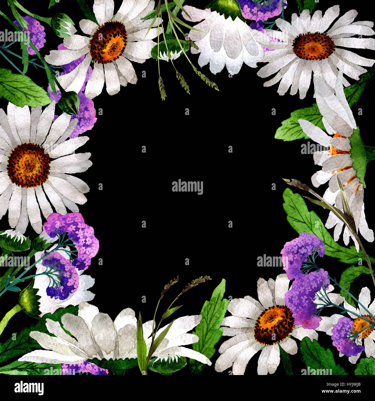Wildflower chamomile flower frame in a watercolor style isolated Stock ...