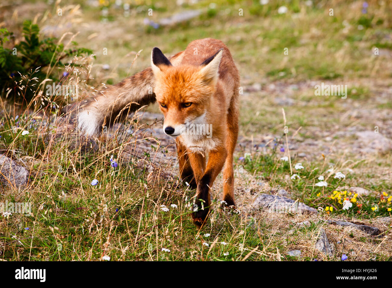 Norway arctic fox hi-res stock photography and images - Alamy