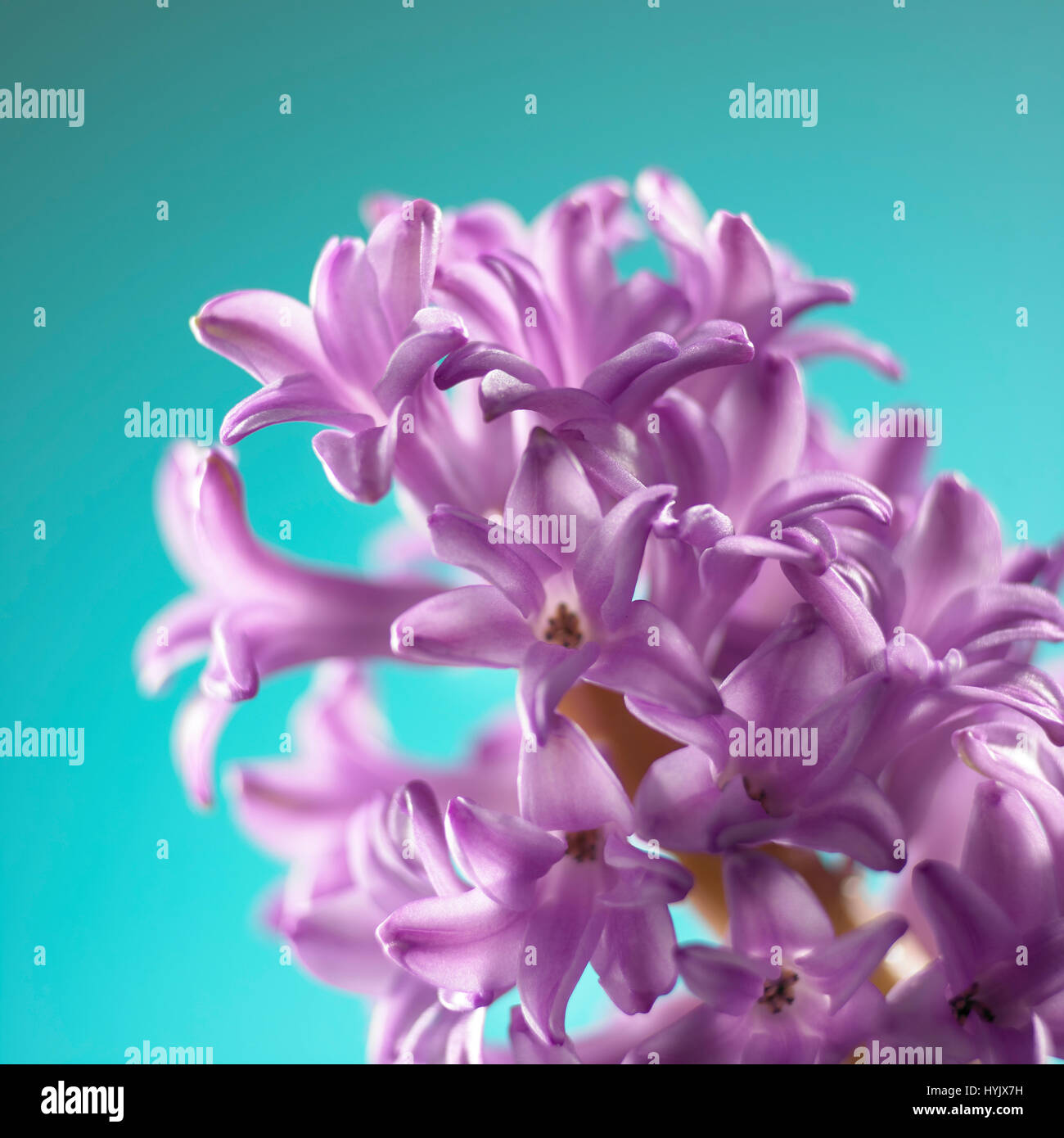 Flower show at botanical garden hi-res stock photography and images - Alamy