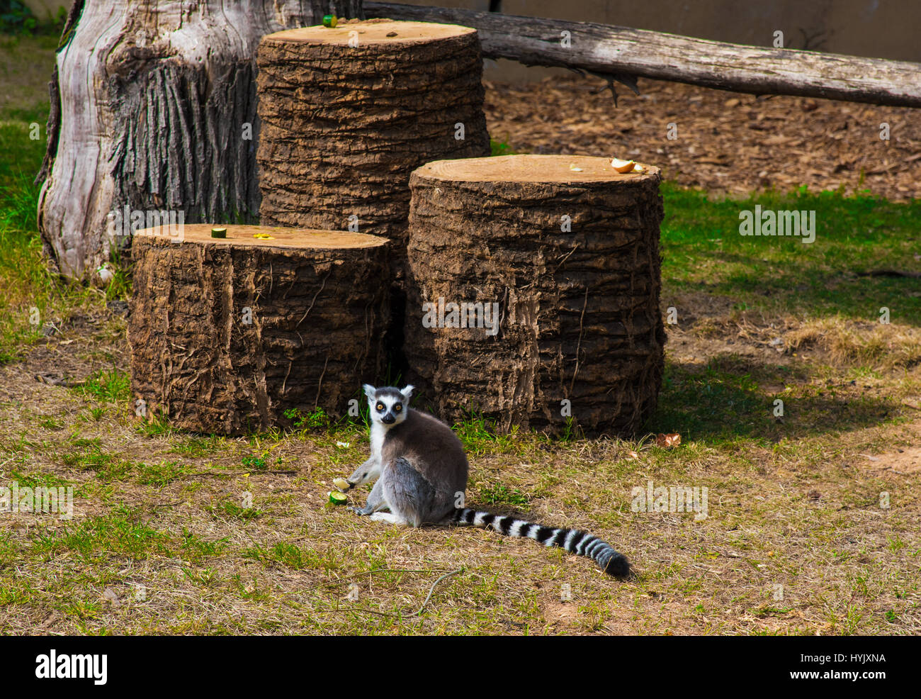 Rome, Italy - The animals of the Biopark, a zoological park in the ...