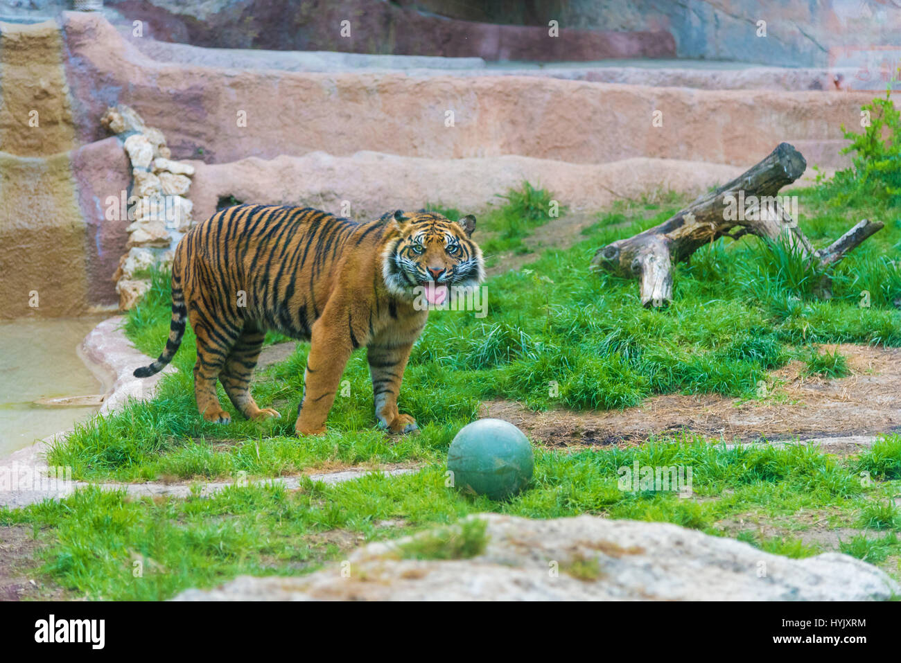 Rome, Italy - The animals of the Biopark, a zoological park in the ...