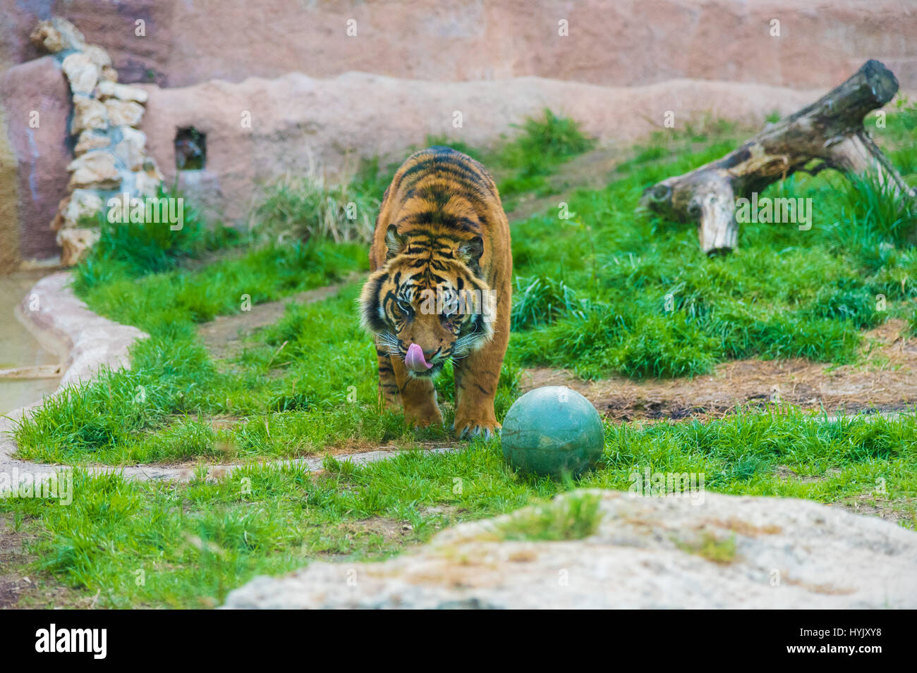 Rome, Italy - The animals of the Biopark, a zoological park in the ...