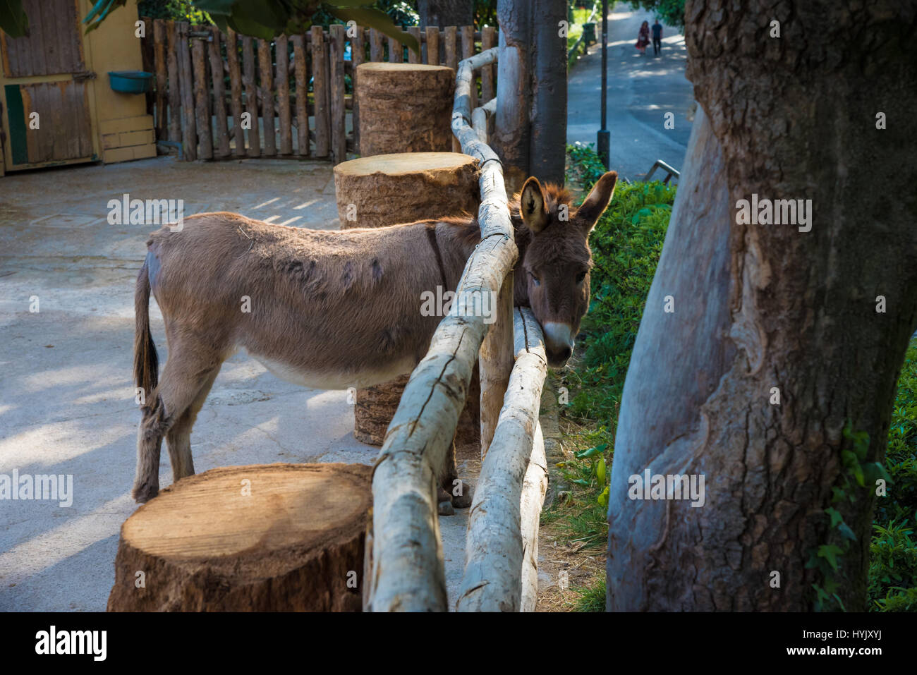 Rome, Italy - The animals of the Biopark, a zoological park in the ...