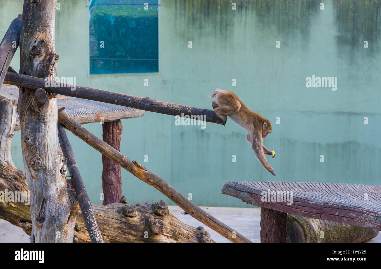 Rome, Italy - The animals of the Biopark, a zoological park in the ...