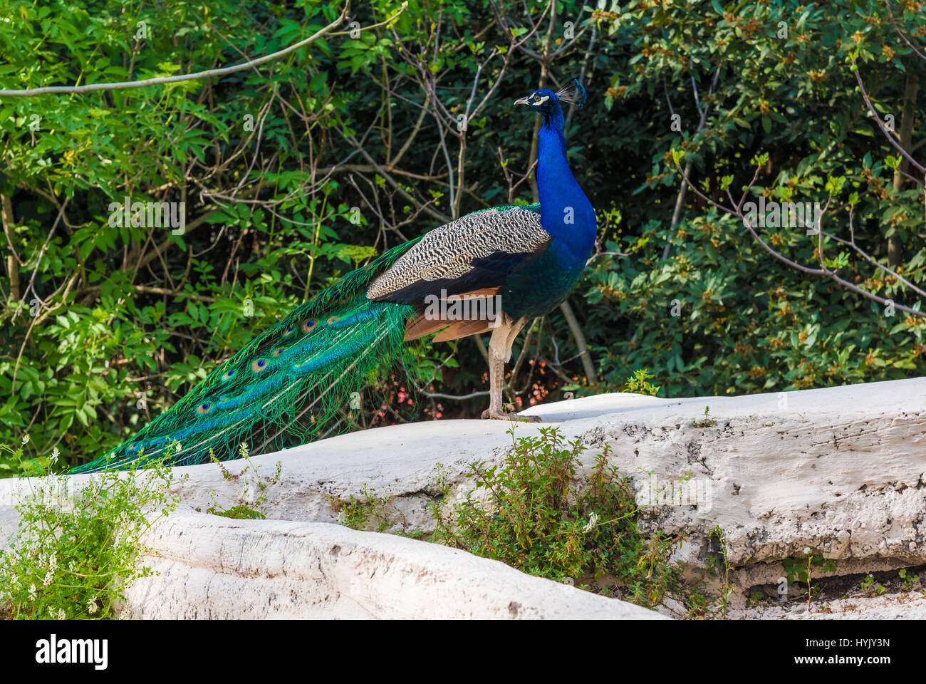 Rome, Italy - The animals of the Biopark, a zoological park in the ...