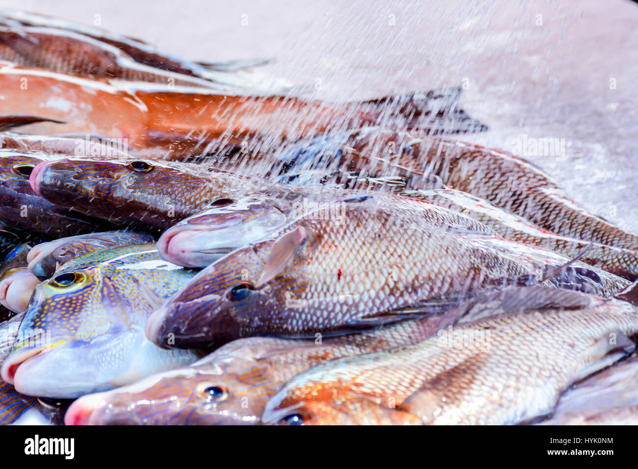 A pile of freshly caught Grouper fish being watered Stock Photo - Alamy