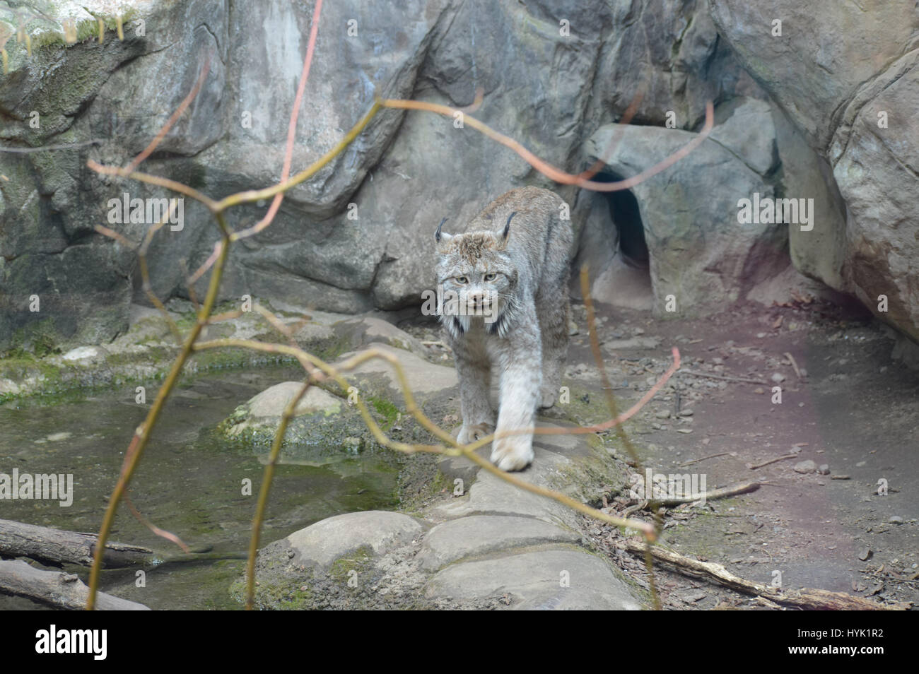 Canadian wilderness lynx hi-res stock photography and images - Alamy