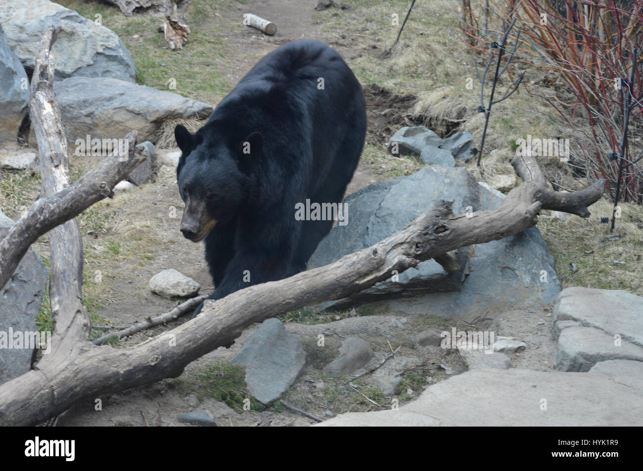 Adult american black bear hi-res stock photography and images - Alamy