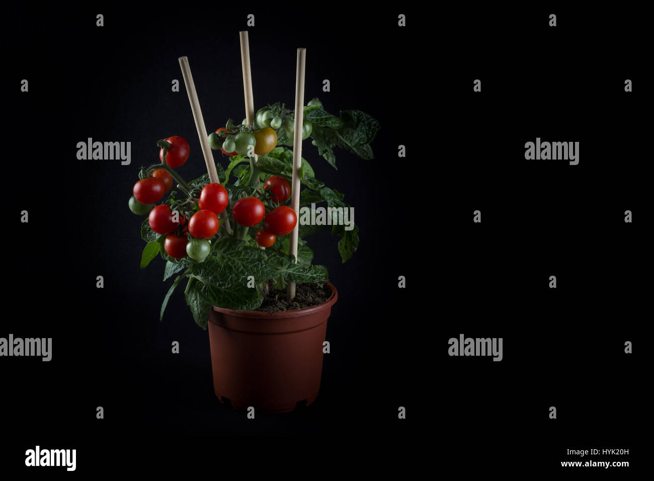 Single home cultivated organic cherry tomatoes tree with mini red fresh ...