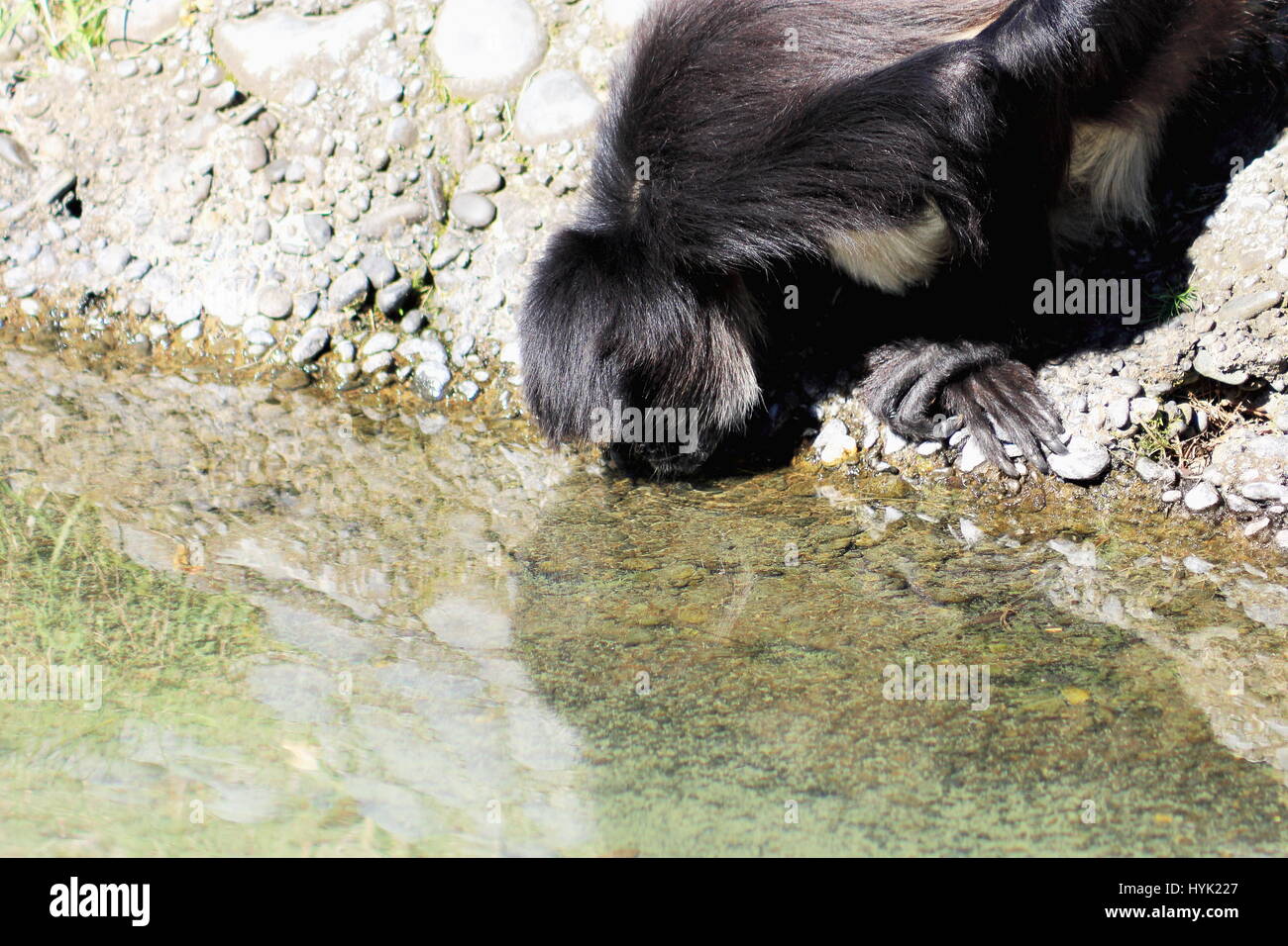 The white-bellied spider monkey (Ateles belzebuth) - Orana Wildlife ...