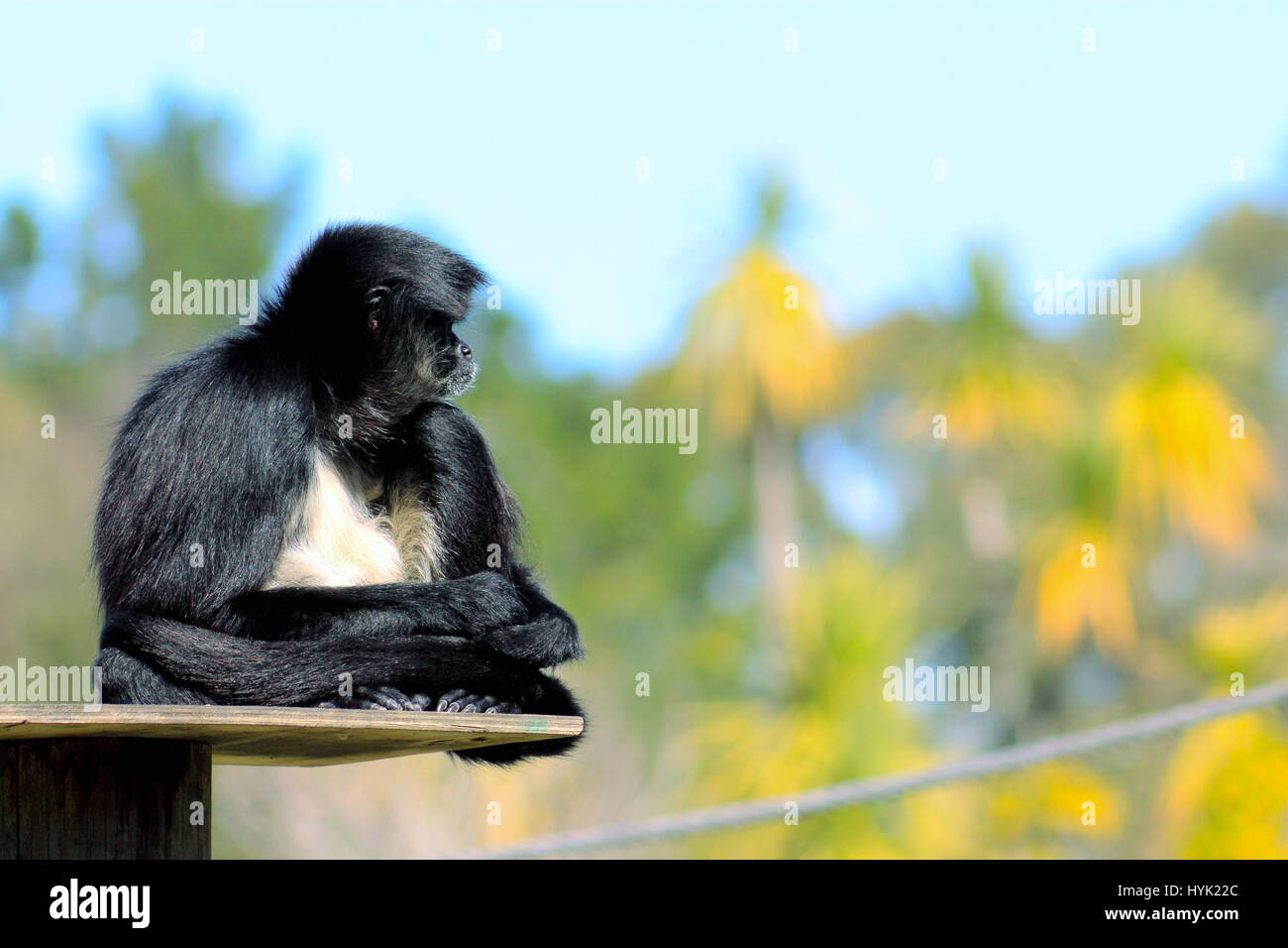 White bellied spider monkey hi-res stock photography and images - Alamy