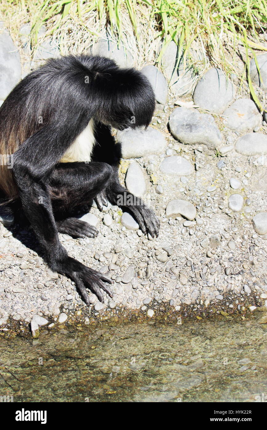 The white-bellied spider monkey (Ateles belzebuth) - Orana Wildlife ...