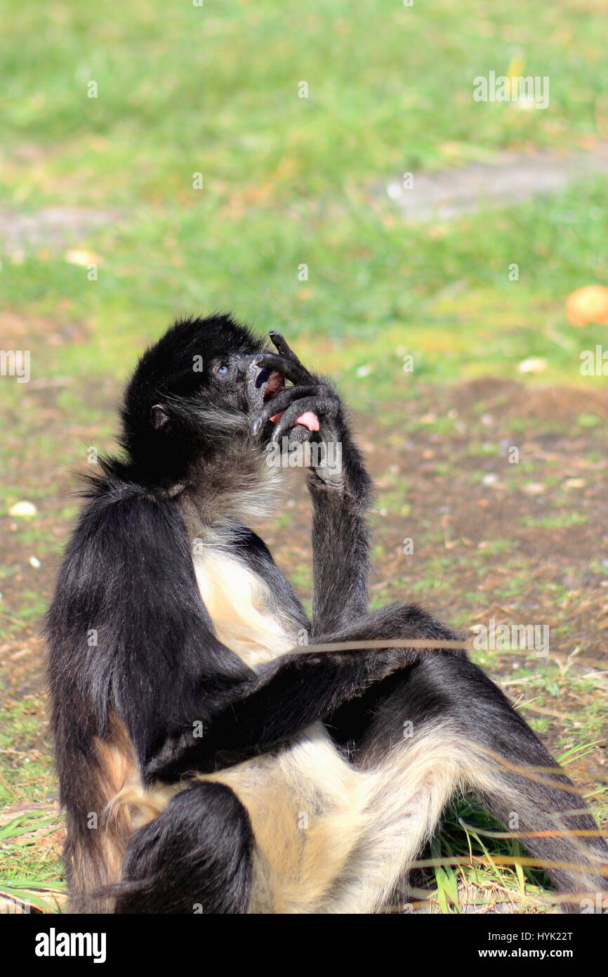 White fronted spider monkey hi-res stock photography and images - Alamy