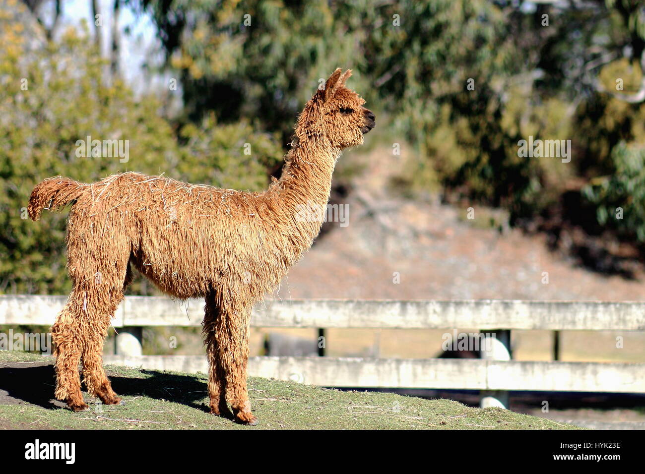 Suri Alpaca - Orana Wildlife Park, Christchurch, New Zealand Stock ...