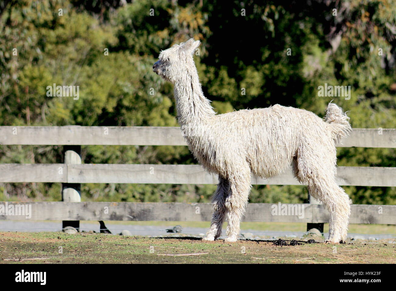 Suri Alpaca Outline