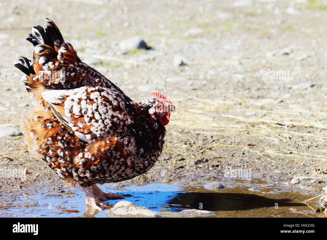 Speckled sussex chicken hen hi-res stock photography and images - Alamy
