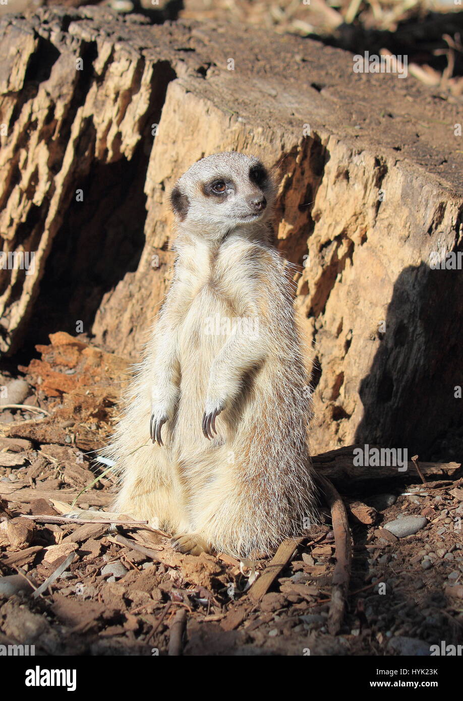 Meerkat suricat suricata suricatta hi-res stock photography and images ...