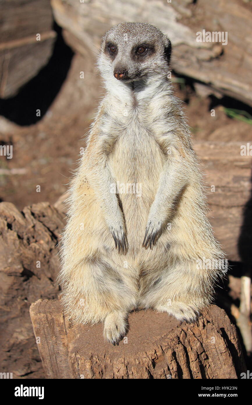 Fotos Fotos Suricatas Más De 2 000 Imágenes Gratis De Suricata Y
